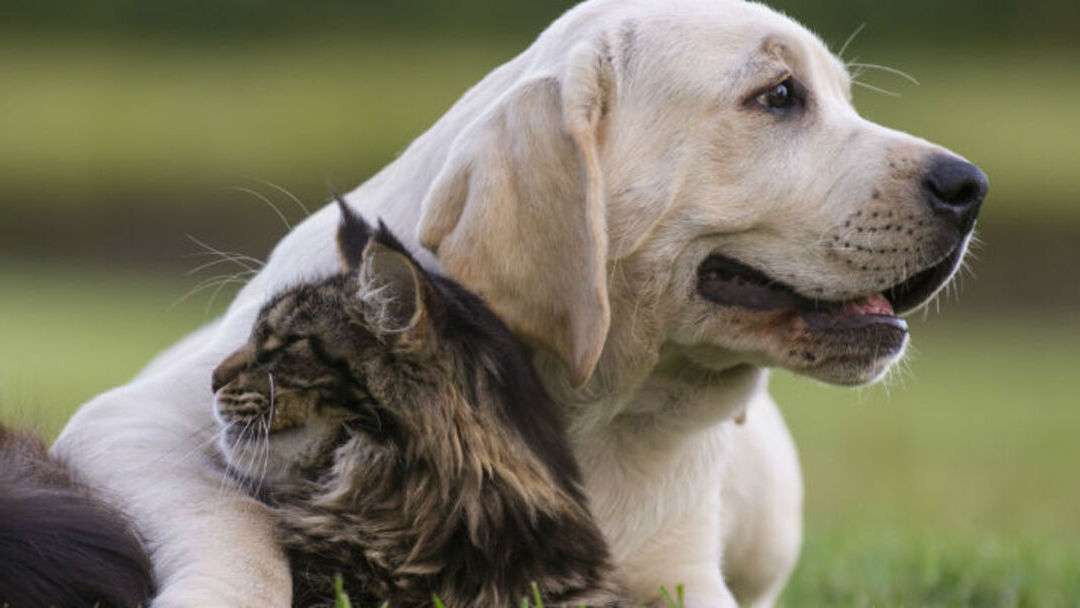 Los gatos también pueden formar amistades y establecer lazos con ...