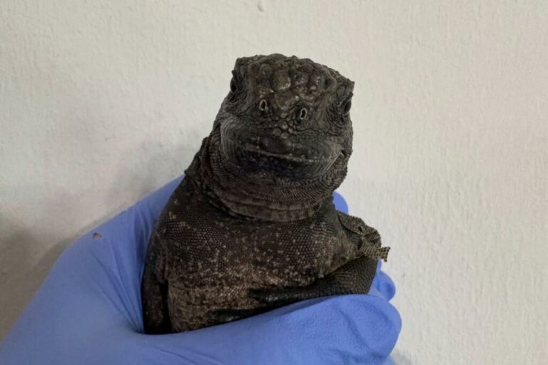 Rescatan en Guayaquil a una iguana originaria de Galápagos - Centro 101 ...